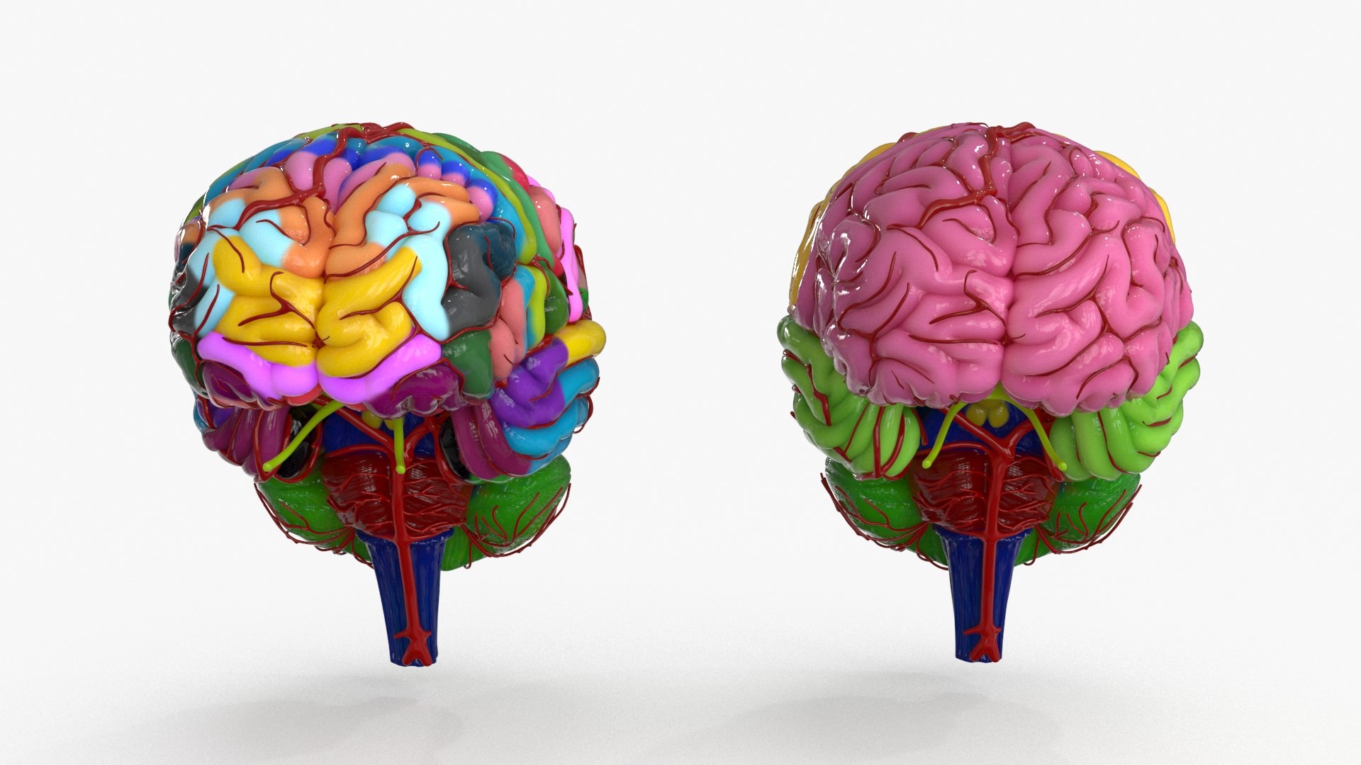 3D Brain Schematic Model - TurboSquid 2150660