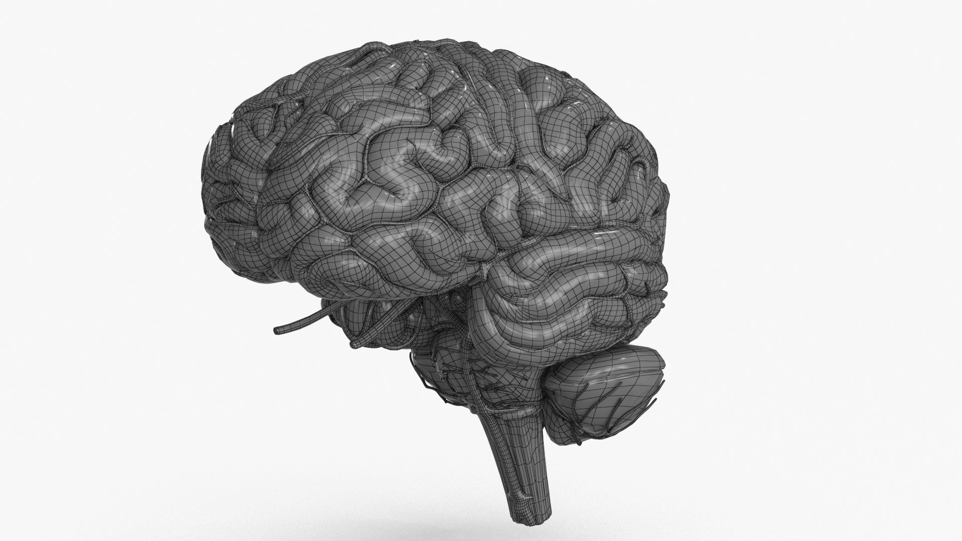 3D Brain Schematic model - TurboSquid 2150660