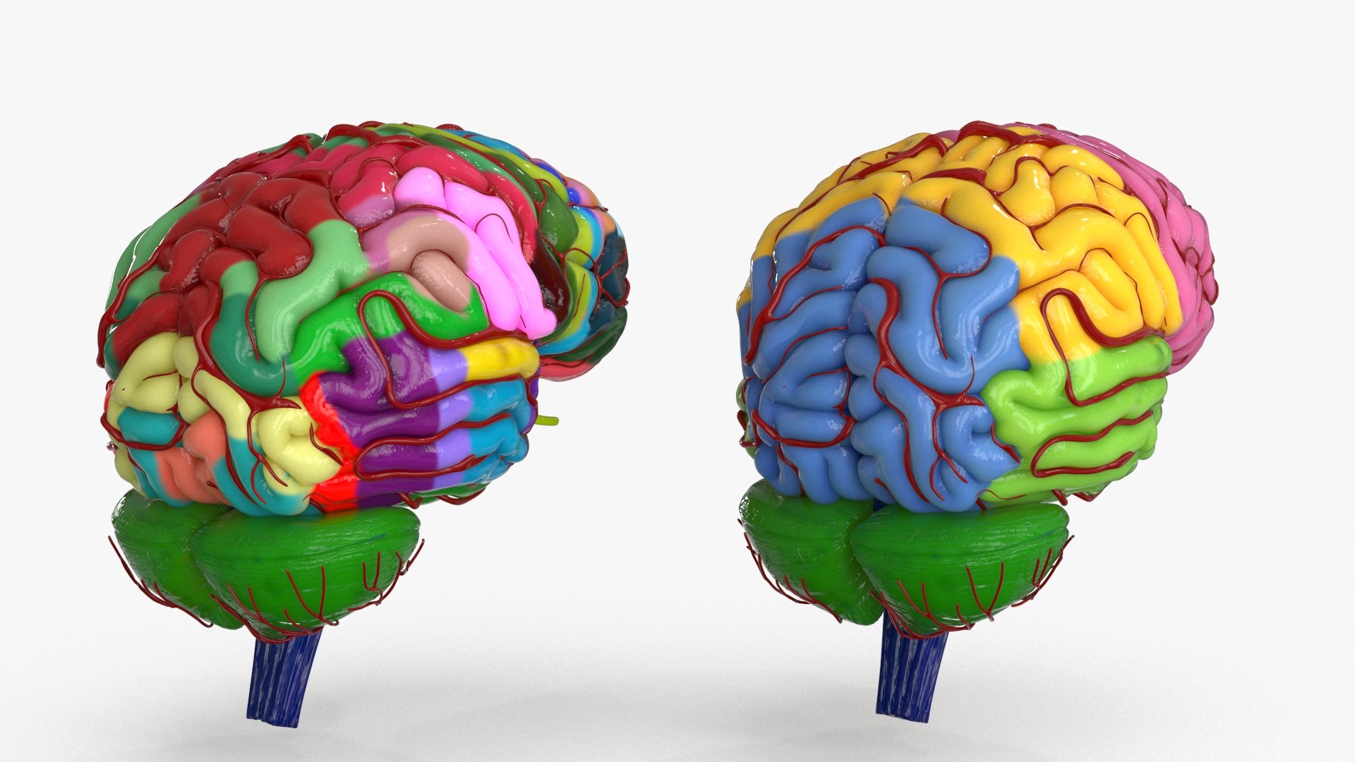 3D Brain Schematic Model - TurboSquid 2150660