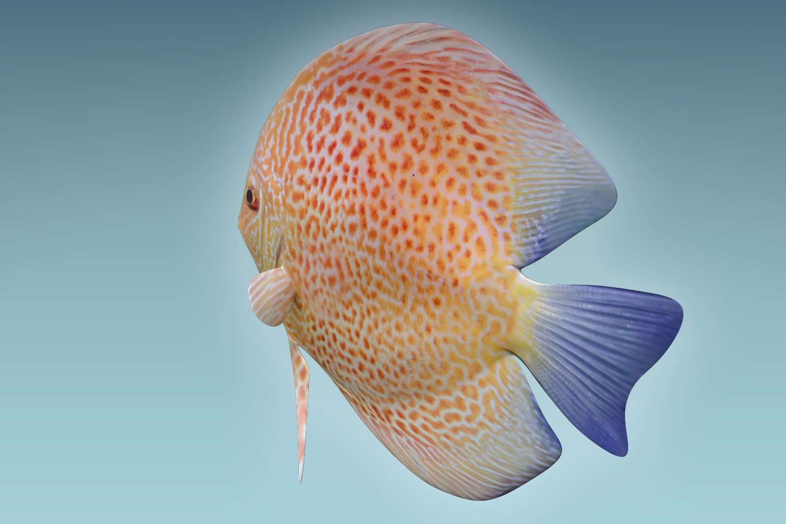 3D discus fish 2 - TurboSquid 1208860