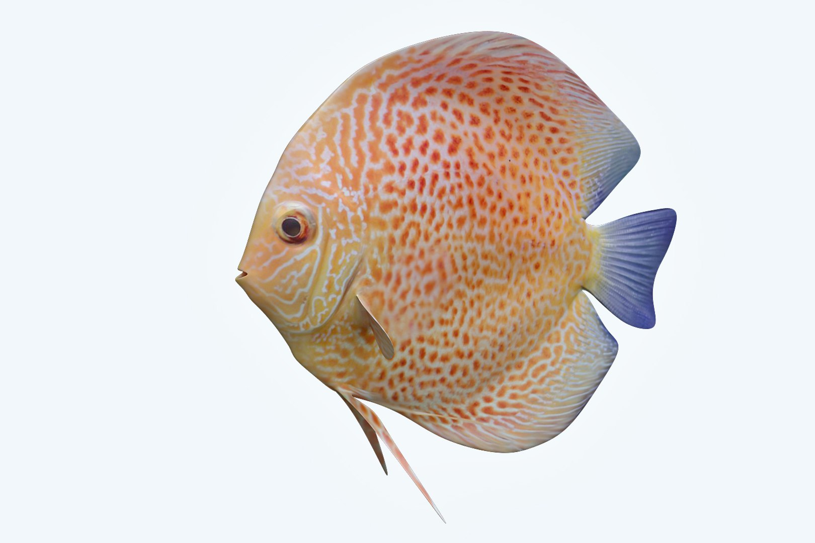3D discus fish 2 - TurboSquid 1208860