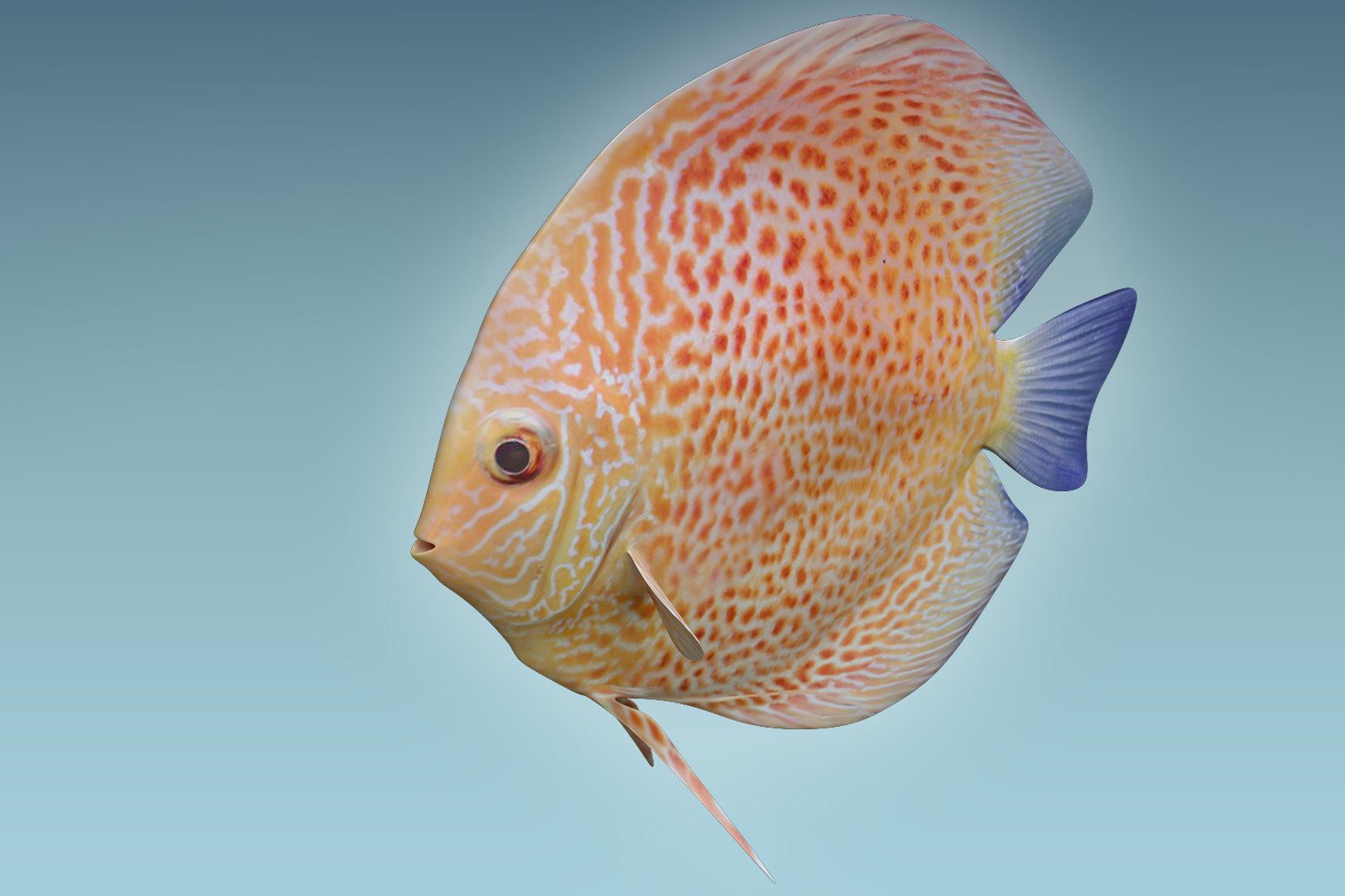 3D discus fish 2 - TurboSquid 1208860