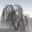 3d Tree Weeping Willow