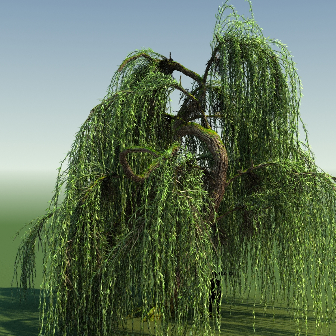 3d tree weeping willow