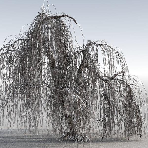 3d tree weeping willow
