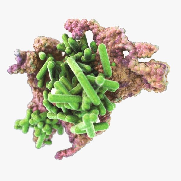 rabies virus 3d model