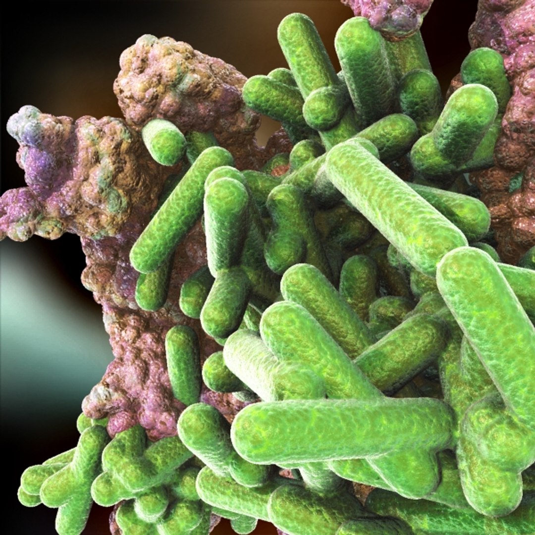 Rickettsia Bacteria Cells Max
