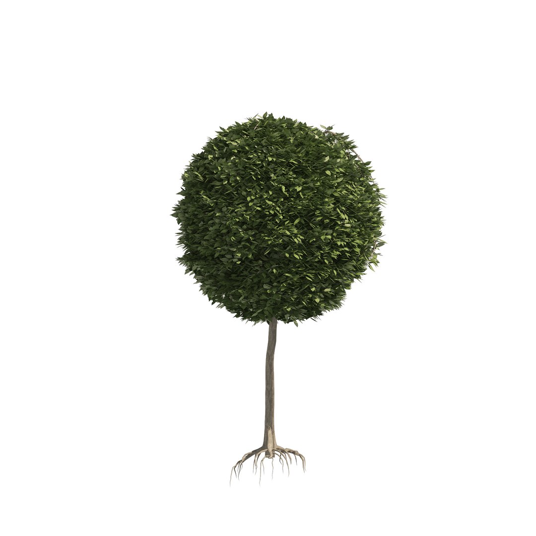 2 Round And Dome Topiary Tree Model - TurboSquid 1915036