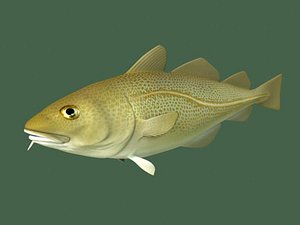 3D Cod Models - Browse & Download Formats - TurboSquid