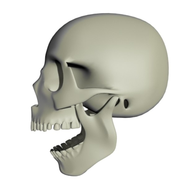 human skull max