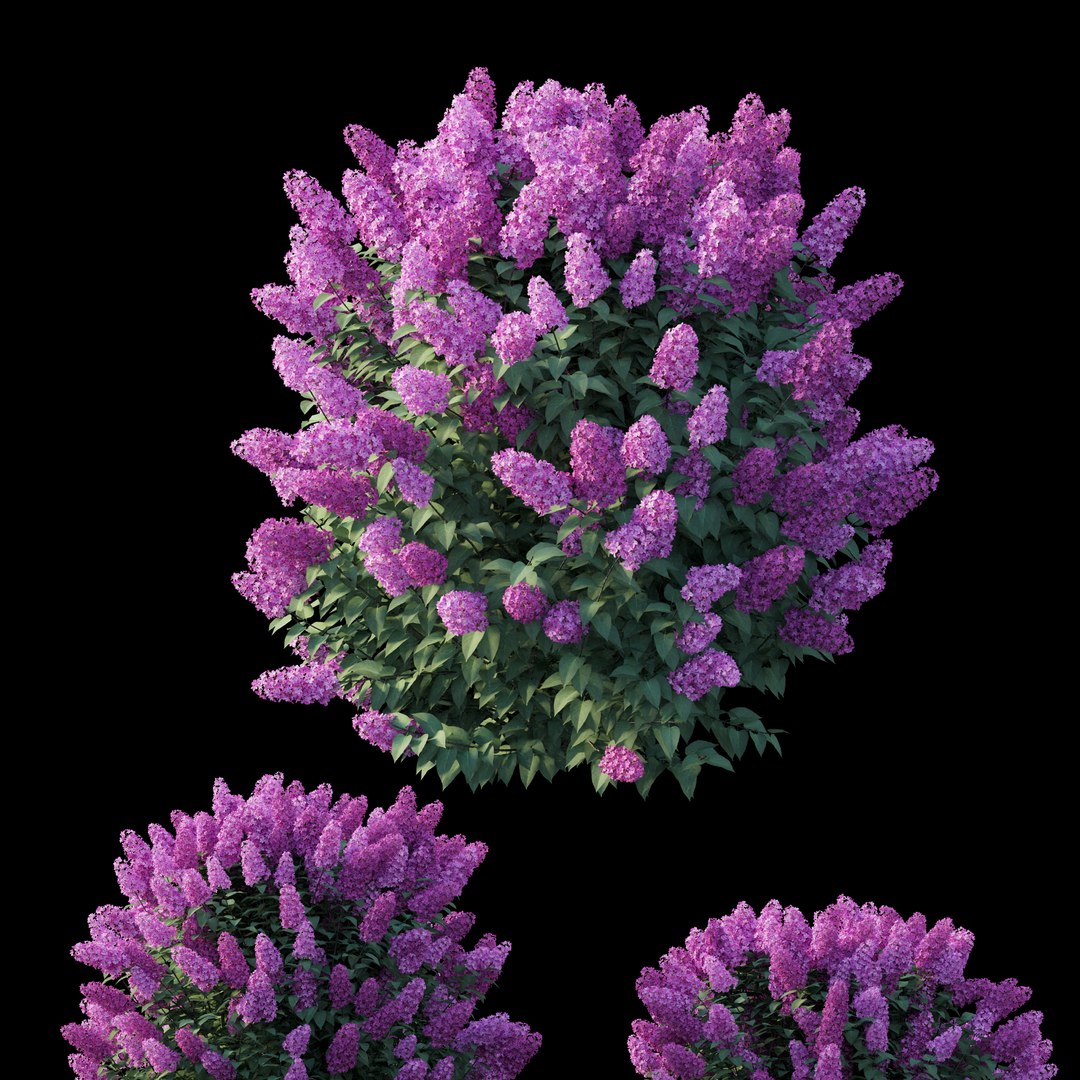 Dwarf Lilac Plant Set 3D - TurboSquid 1607310