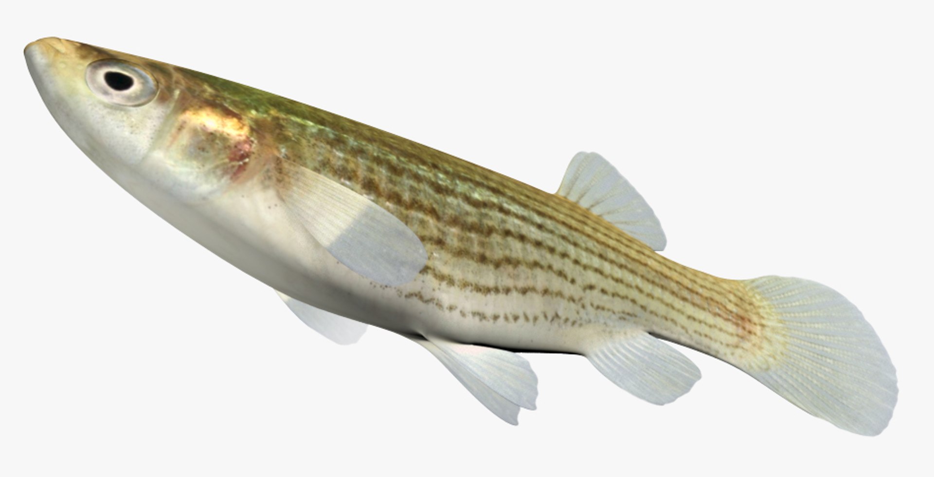 3D fundulus dispar starhead topminnow - TurboSquid 1172423