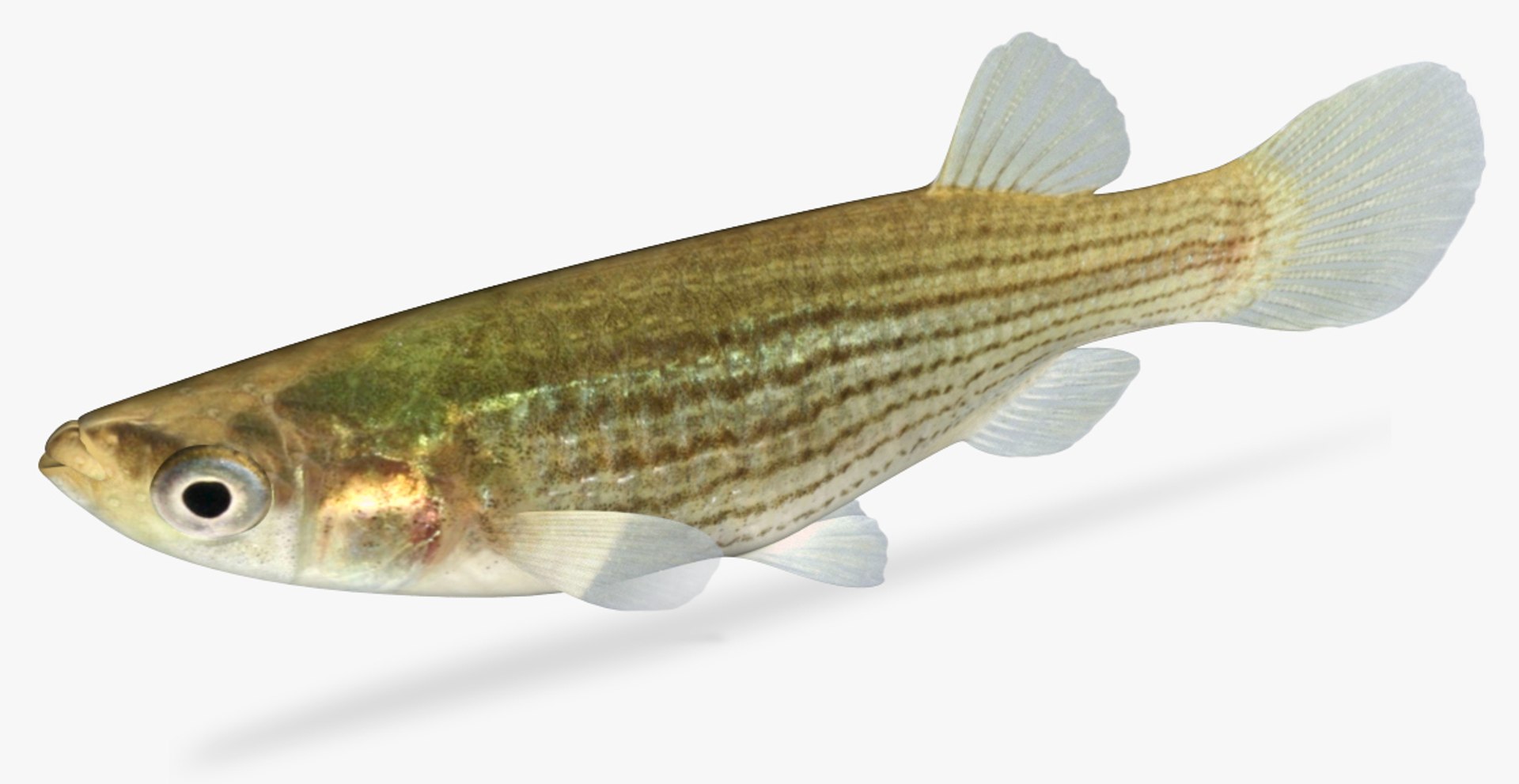 3D fundulus dispar starhead topminnow - TurboSquid 1172423