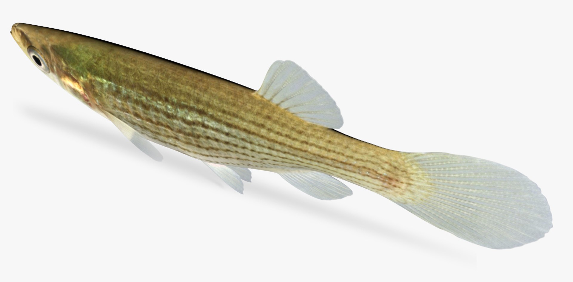 3D fundulus dispar starhead topminnow - TurboSquid 1172423