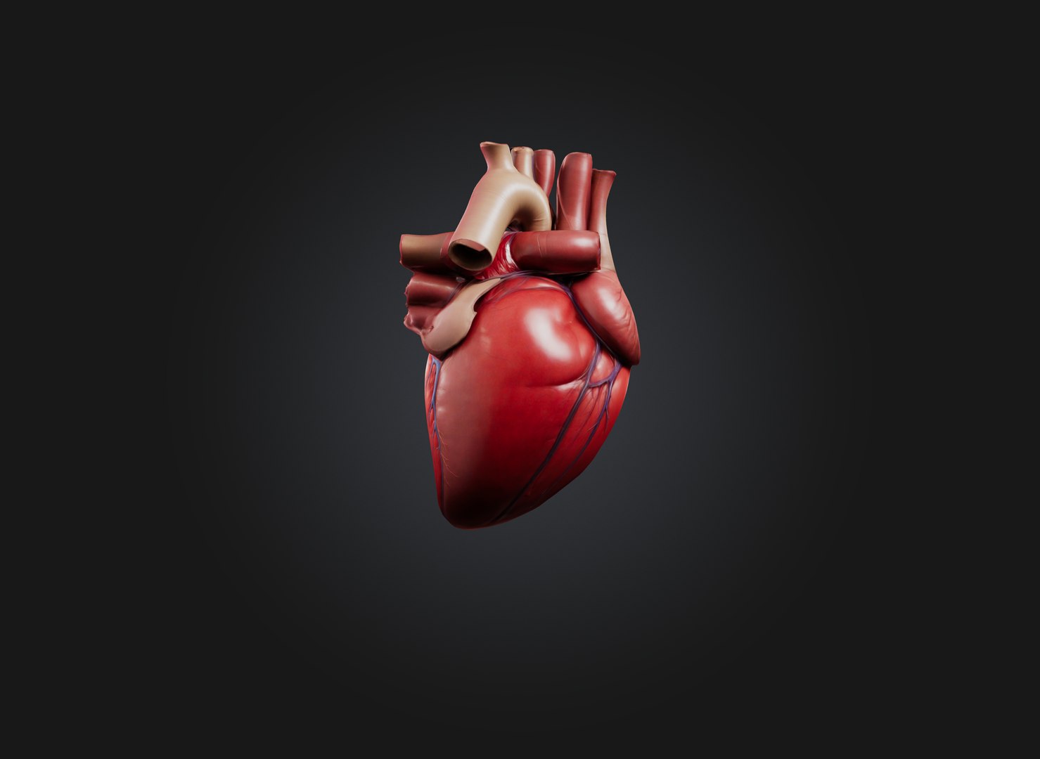 3D Heart Organ Model Model - TurboSquid 2288311