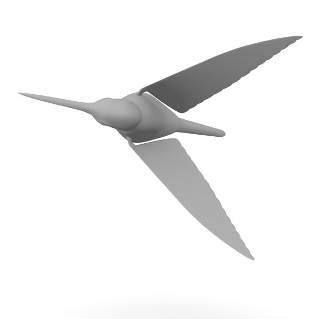 Colibri Bird 3d Model