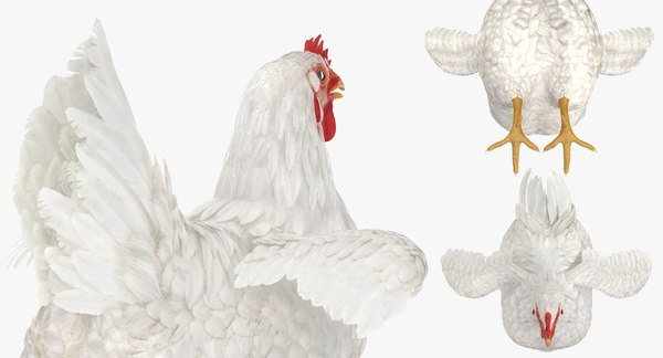 3d white chicken model