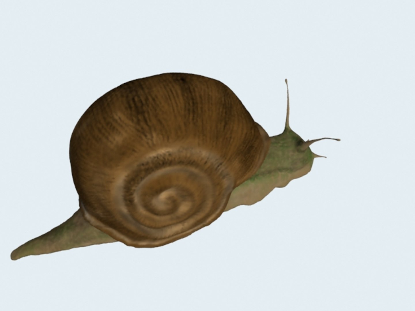 3d Rigged Snail Cartoon Animation