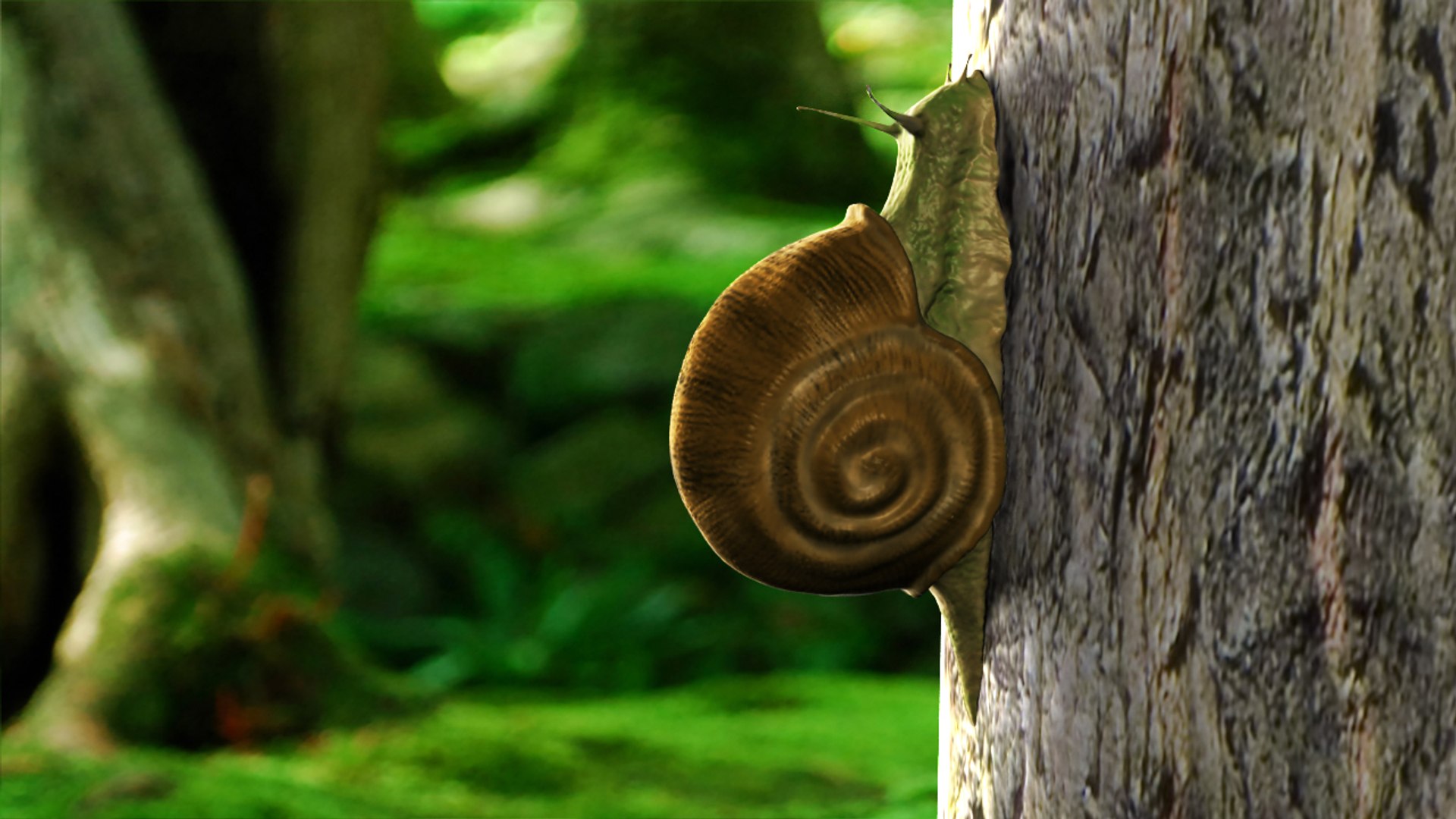 3d Rigged Snail Cartoon Animation