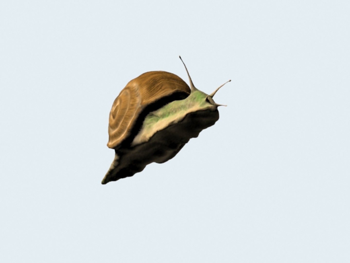 3d Rigged Snail Cartoon Animation