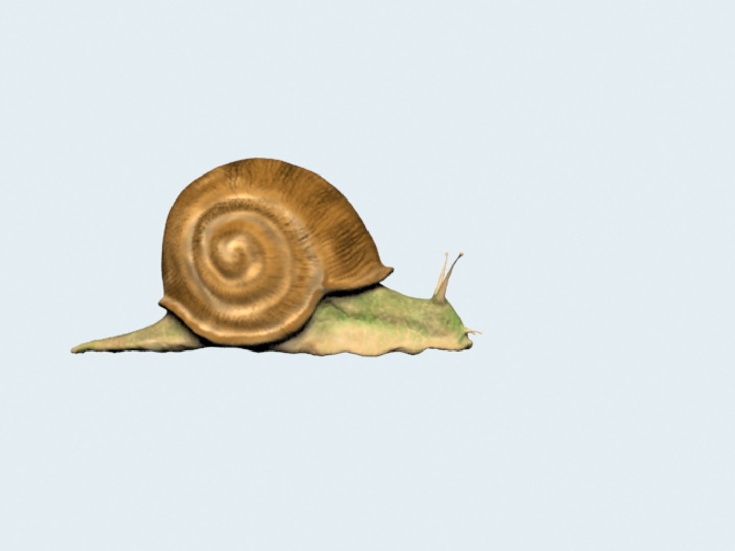 3d Rigged Snail Cartoon Animation