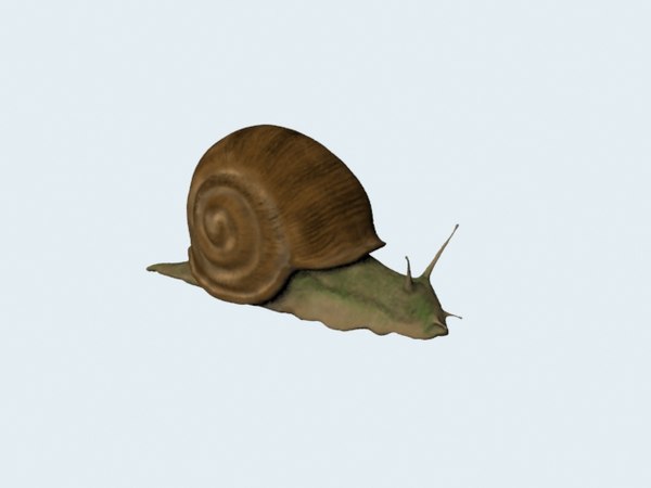 3d rigged snail cartoon animation