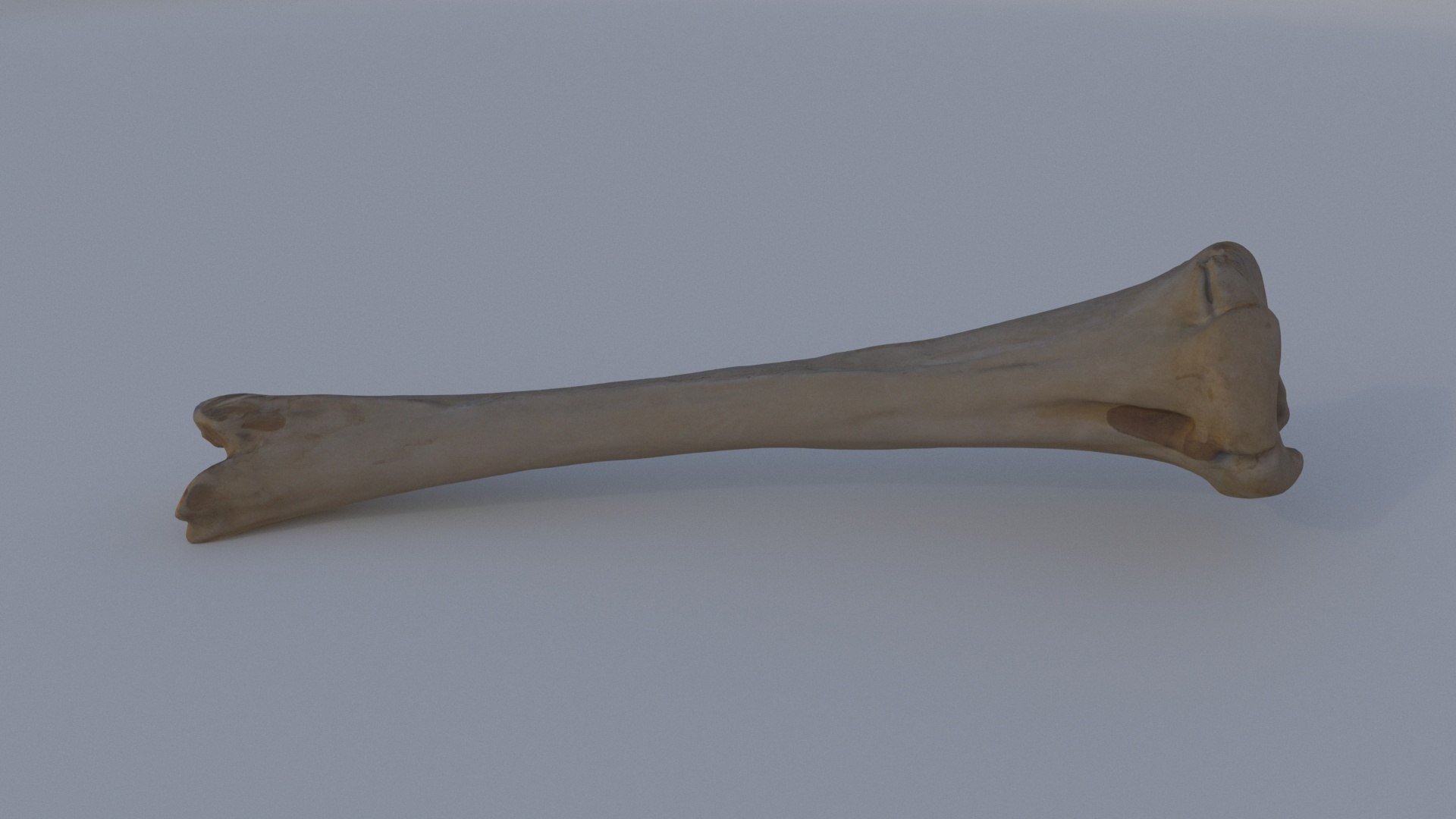 3D Bone - TurboSquid 2325660