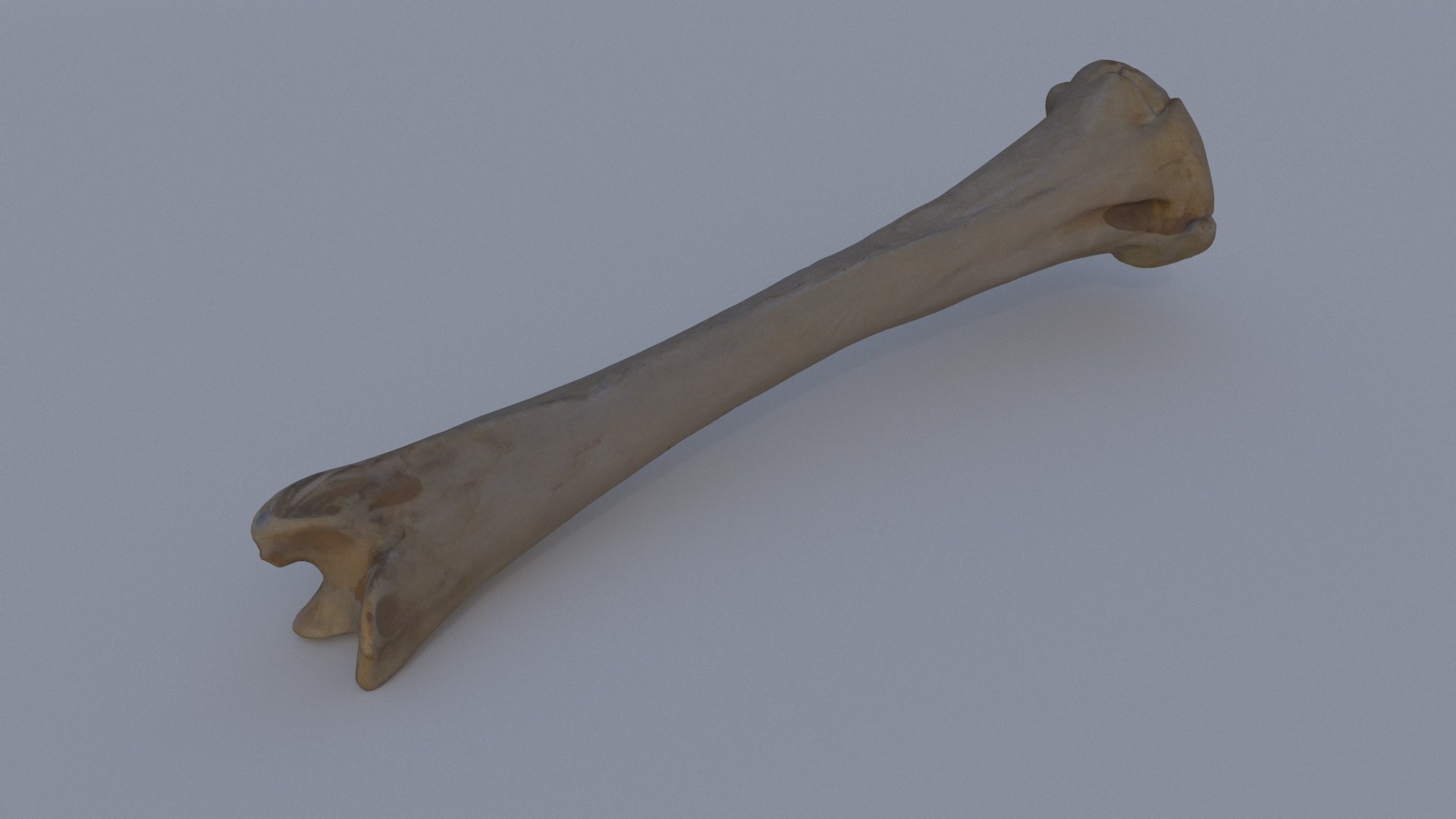 3D Bone - TurboSquid 2325660