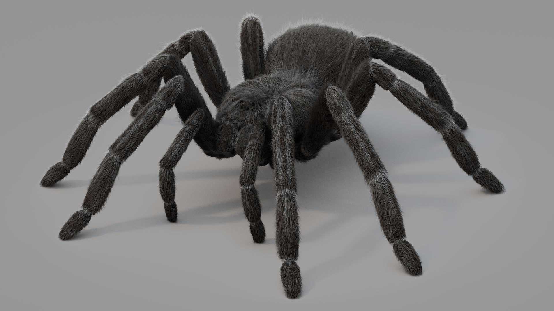 3D realistic tarantula hair animation - TurboSquid 1593505