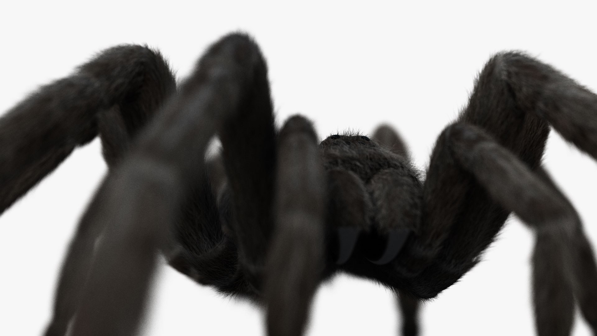 3D Realistic Tarantula Hair Animation - TurboSquid 1593505