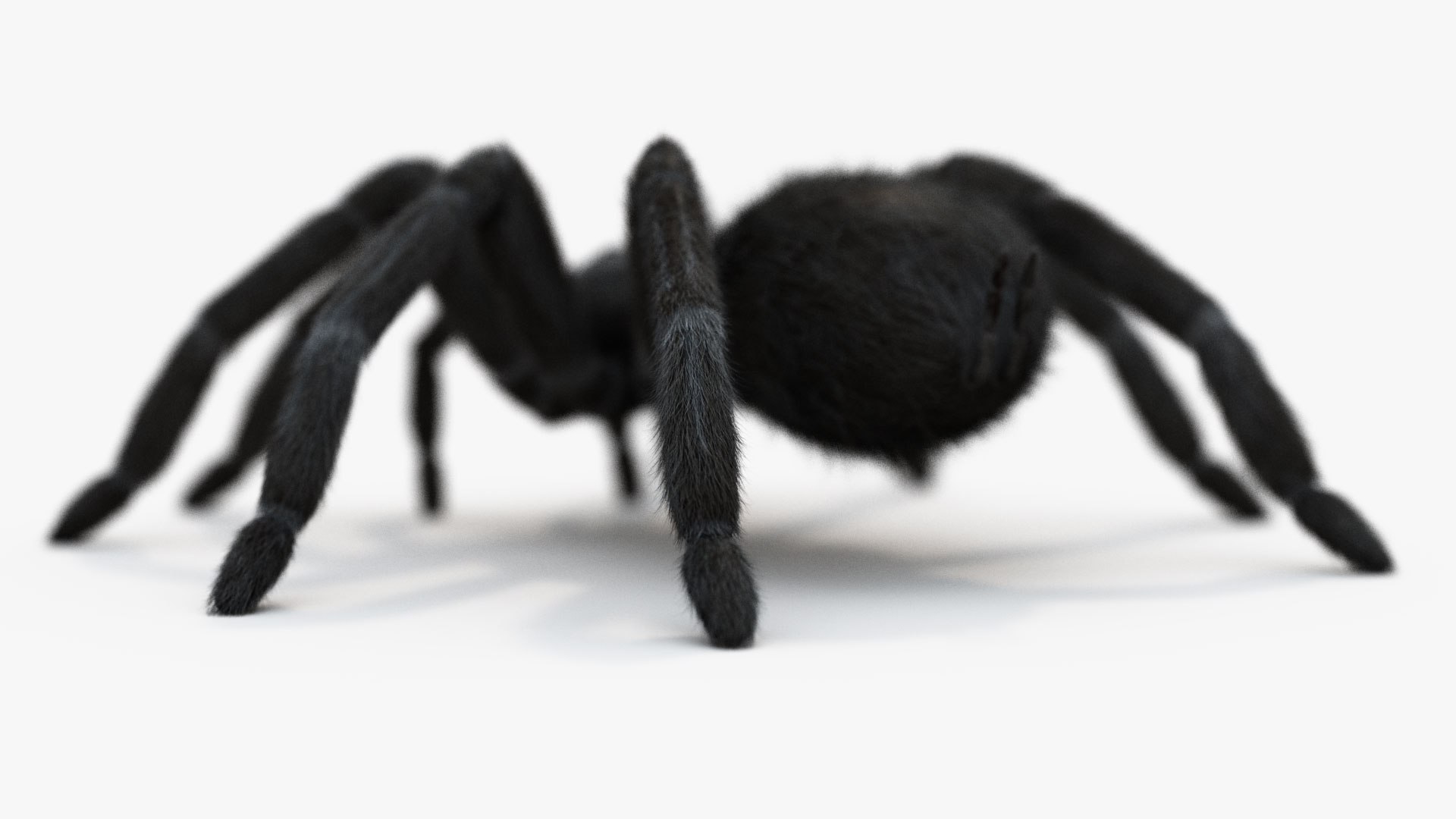 3D Realistic Tarantula Hair Animation - TurboSquid 1593505