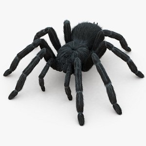 tarantula 3d view