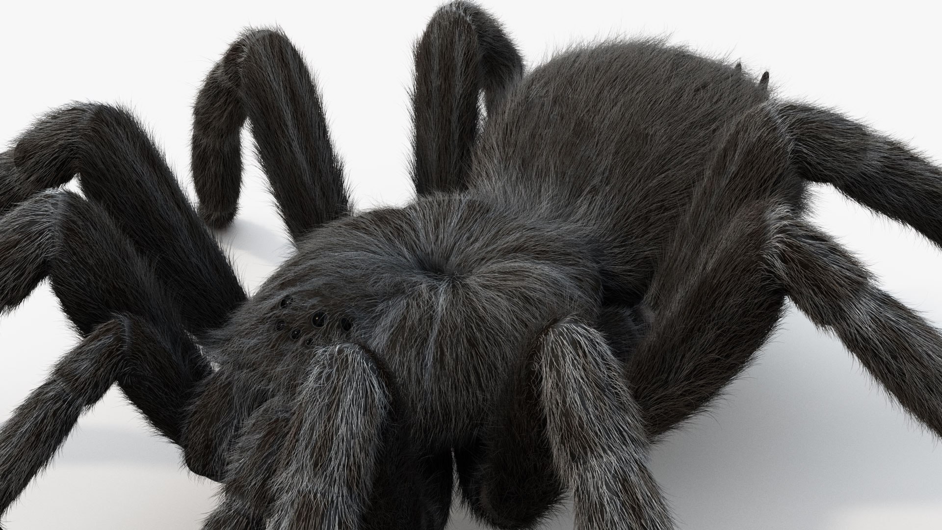 3D Realistic Tarantula Hair Animation - TurboSquid 1593505