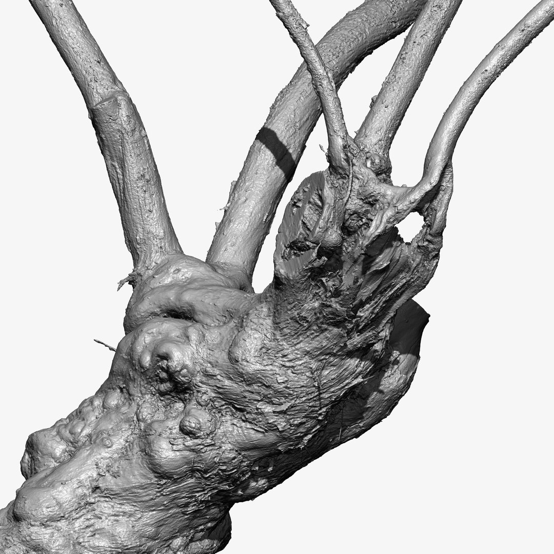 Tree Trunk Cracky Scanned 3d Obj