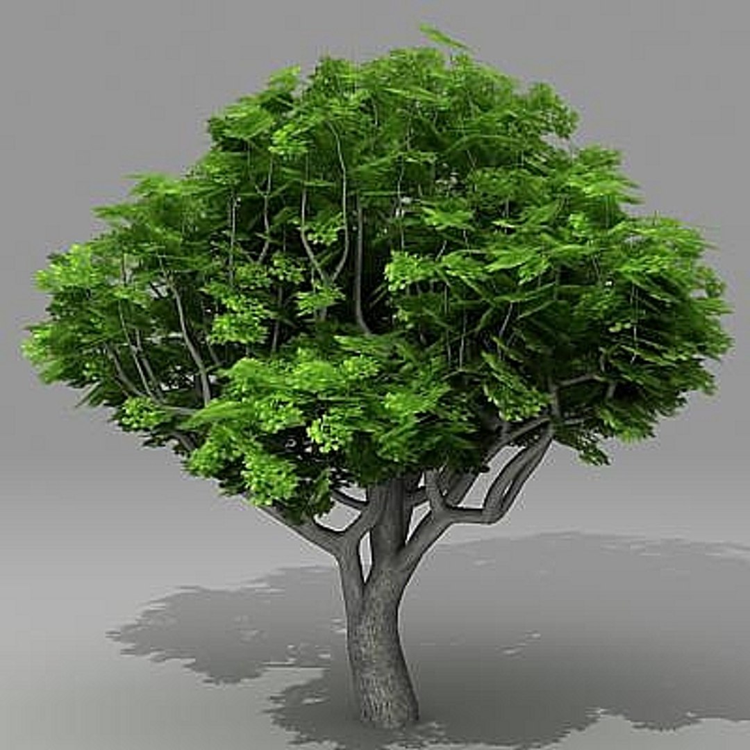 Trees 3d Model