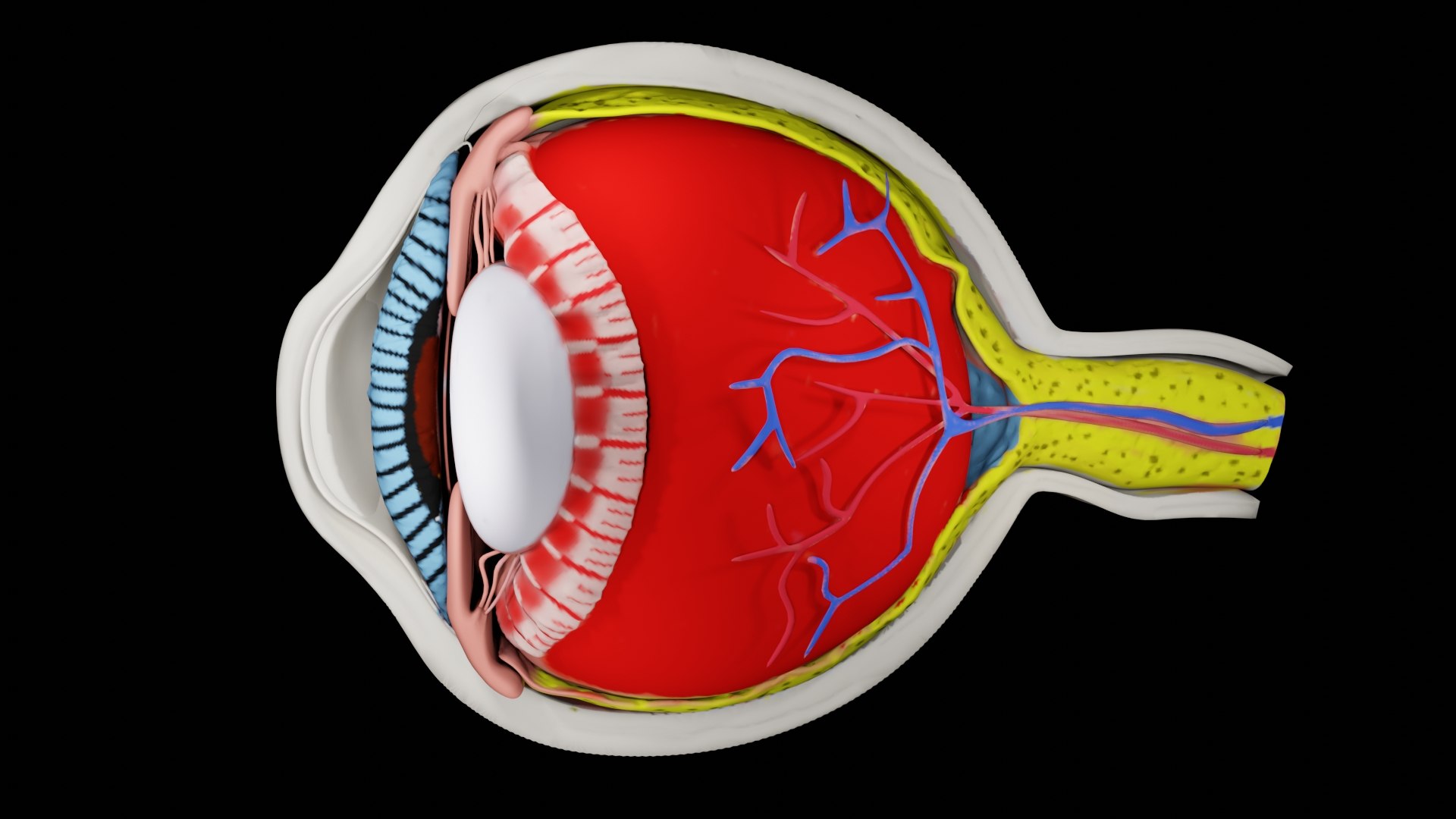 Eye Anatomy 3D - TurboSquid 1871027