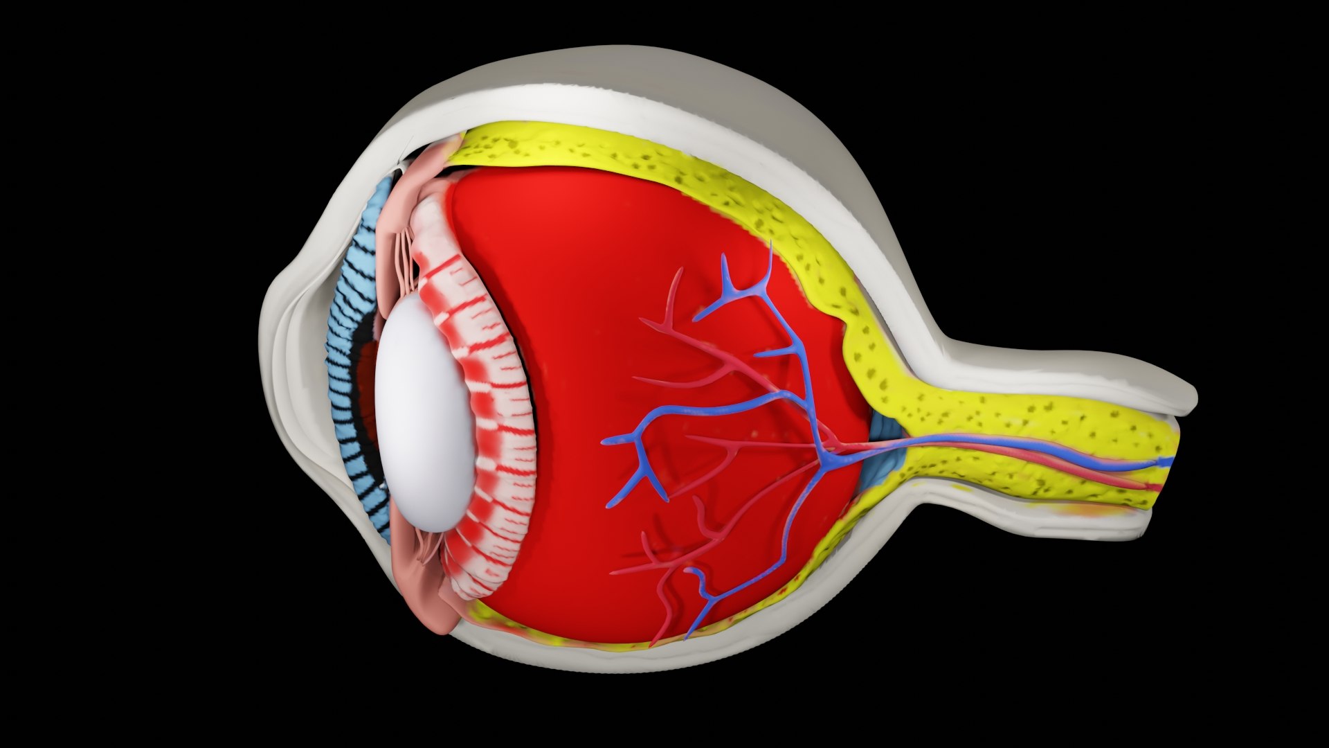 Eye Anatomy 3D - TurboSquid 1871027