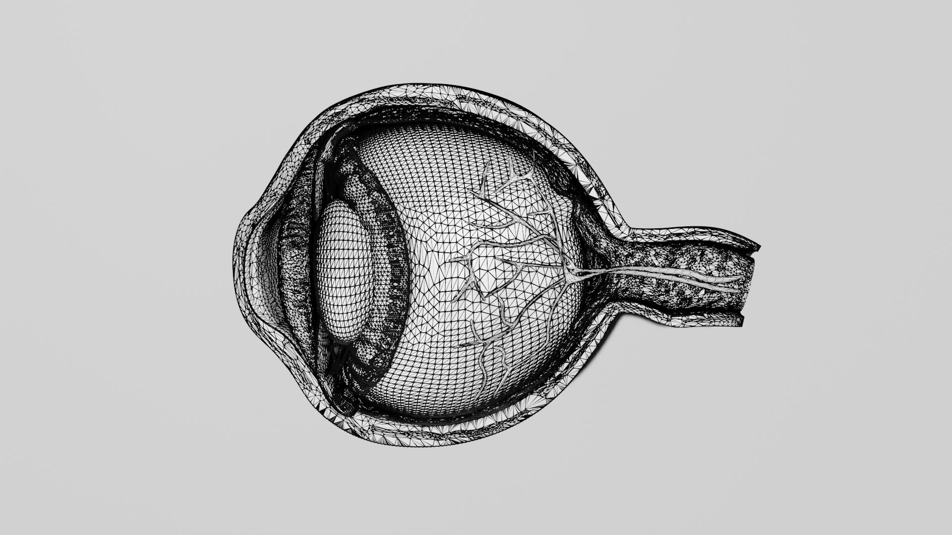 Eye Anatomy 3D - TurboSquid 1871027