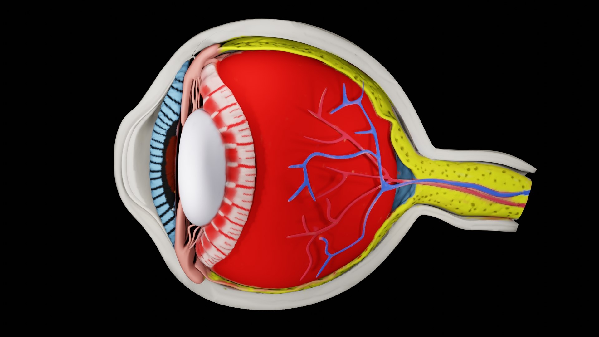 Eye Anatomy 3D - TurboSquid 1871027