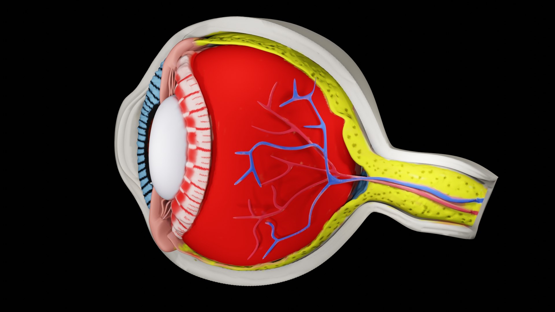 Eye Anatomy 3D - TurboSquid 1871027