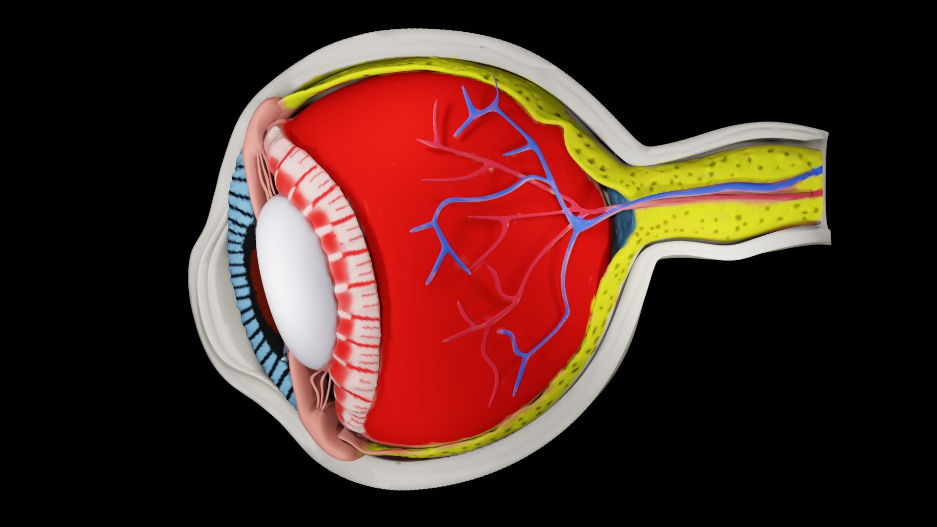 Eye Anatomy 3D - TurboSquid 1871027