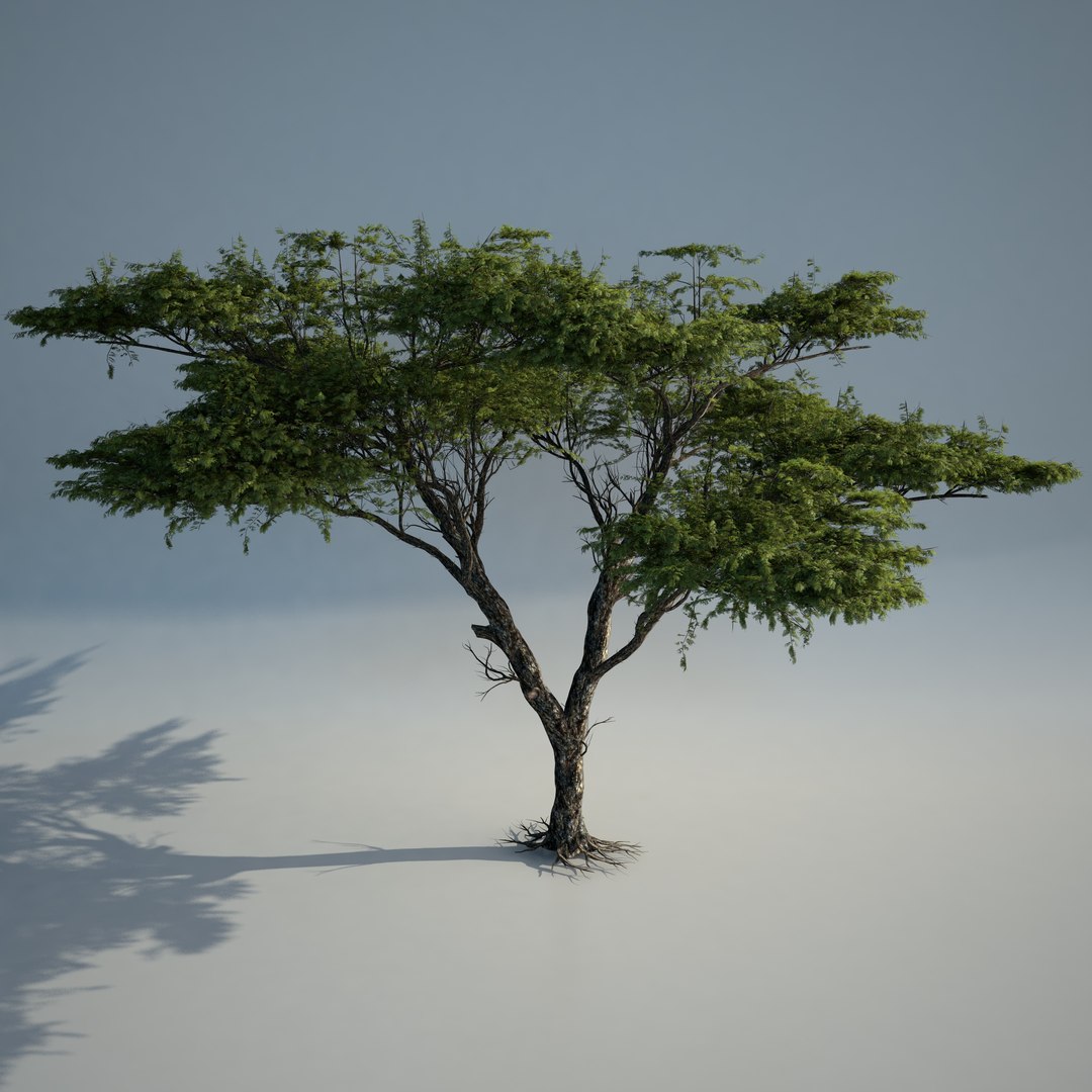 Max Acacia Tree