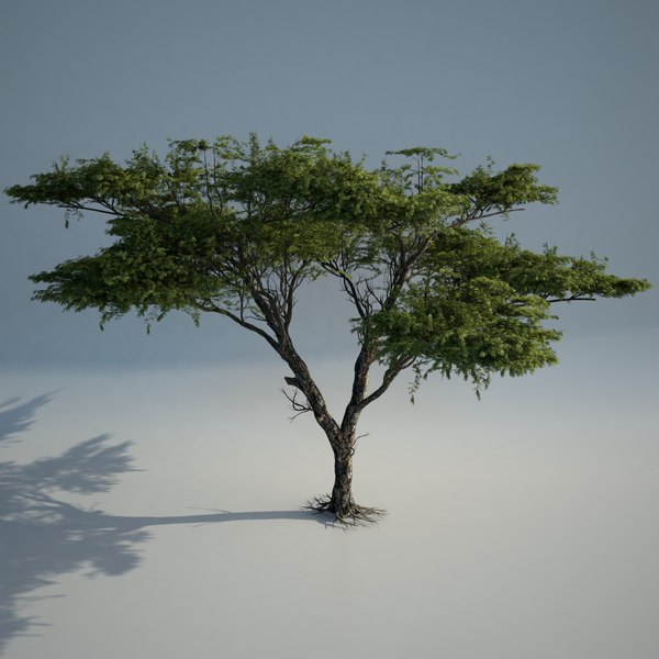 3D Acacia-Tree Models | TurboSquid