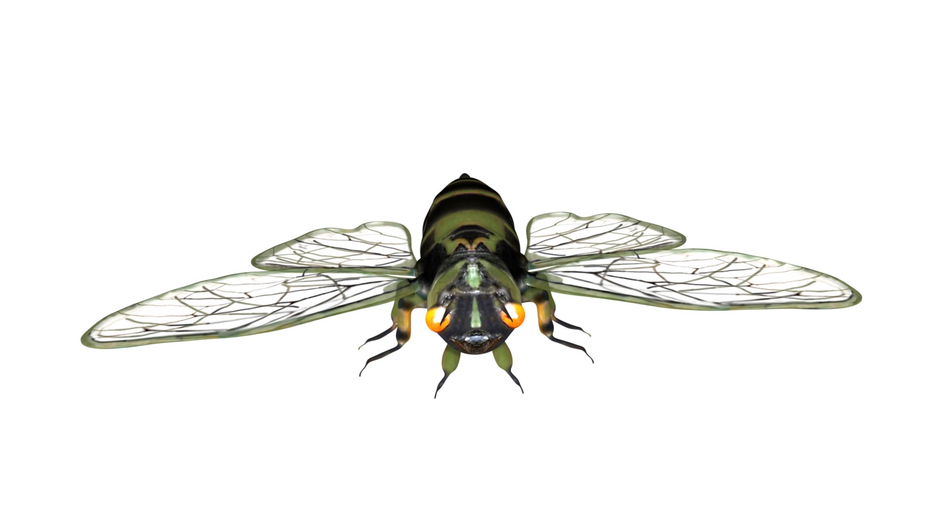 Fully Rigged Low Poly Cicada 3D Model - TurboSquid 1758458