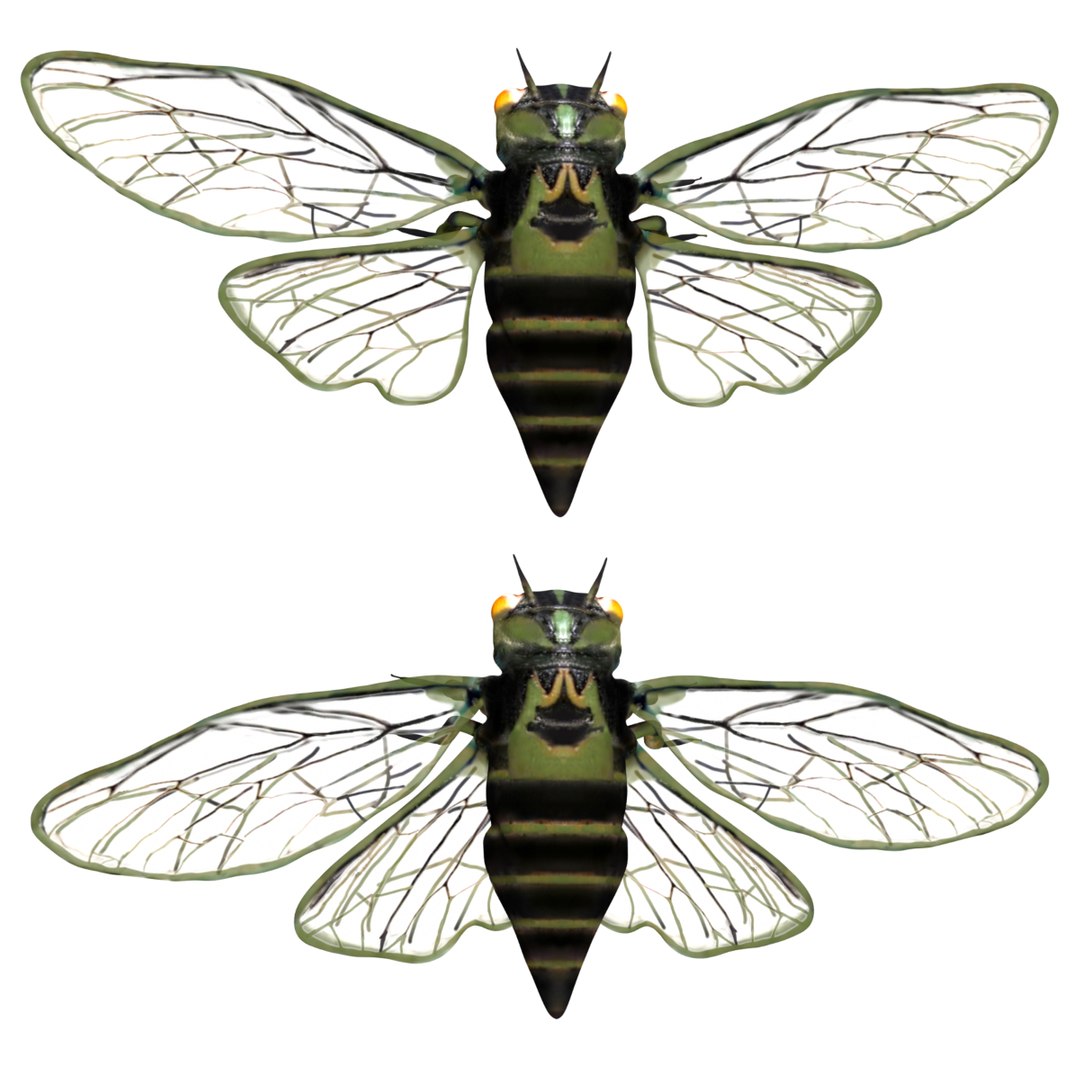 Fully Rigged Low Poly Cicada 3D Model - TurboSquid 1758458