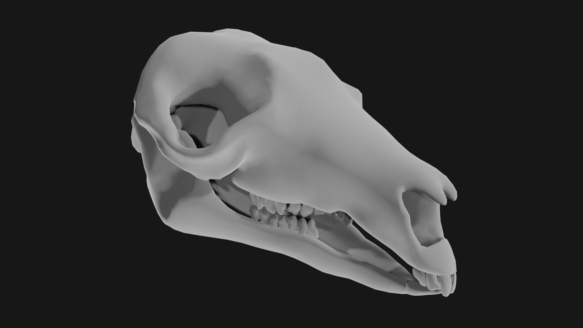 3D Skull Of Kangaroo - TurboSquid 1964801