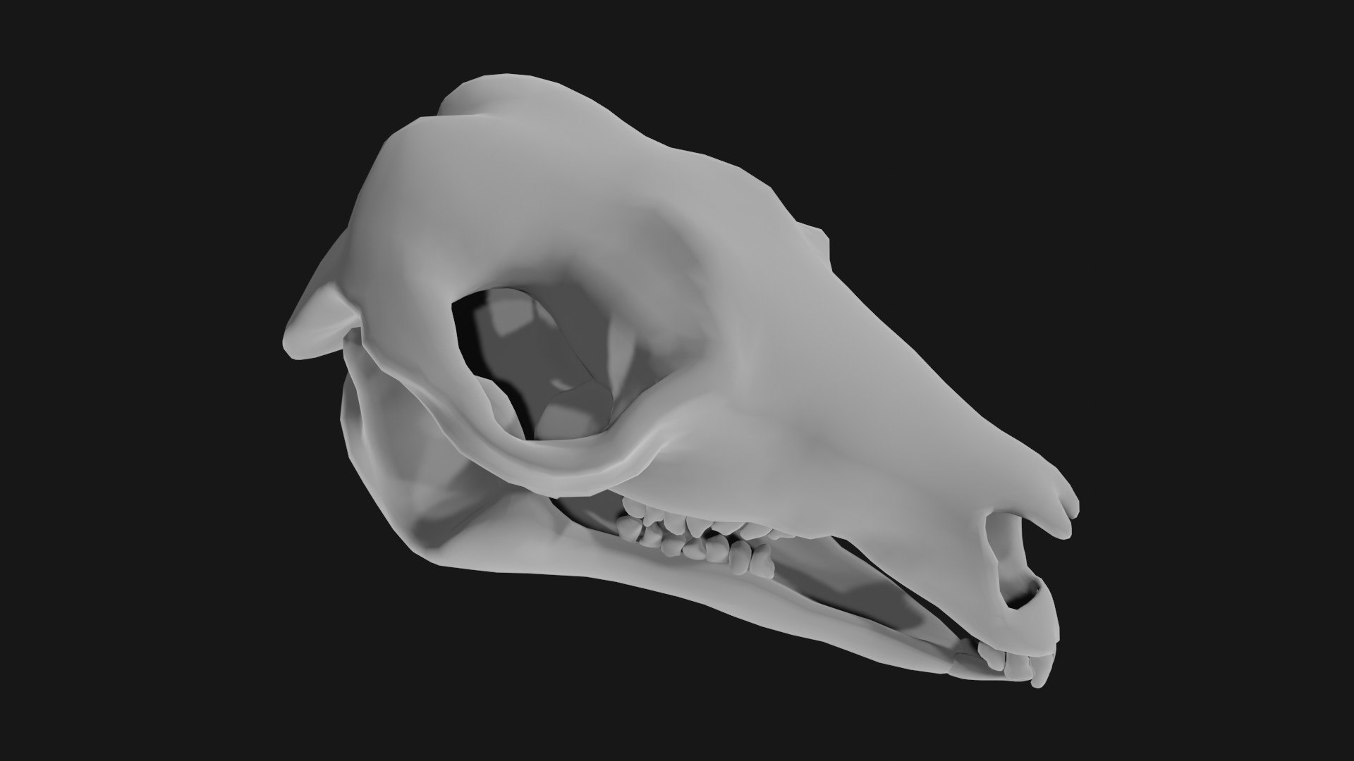 3D Skull Of Kangaroo - TurboSquid 1964801