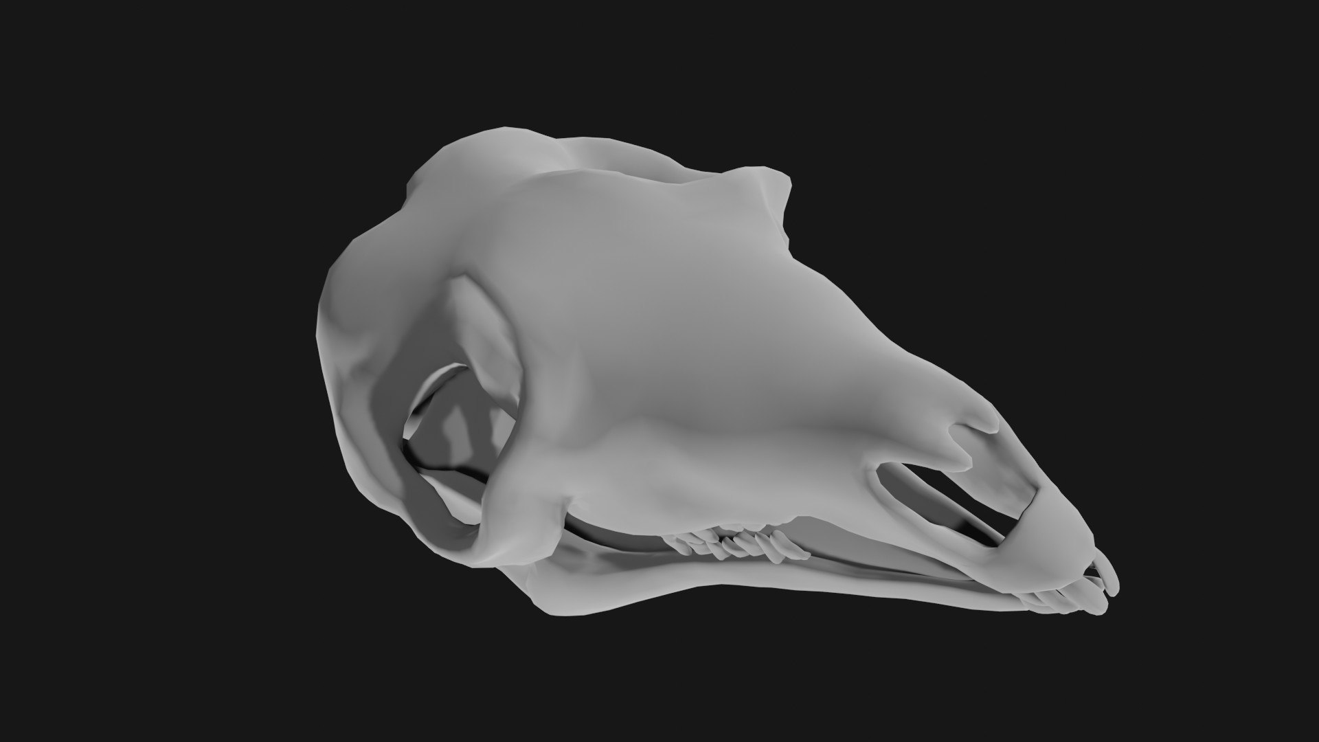 3D Skull Of Kangaroo - TurboSquid 1964801