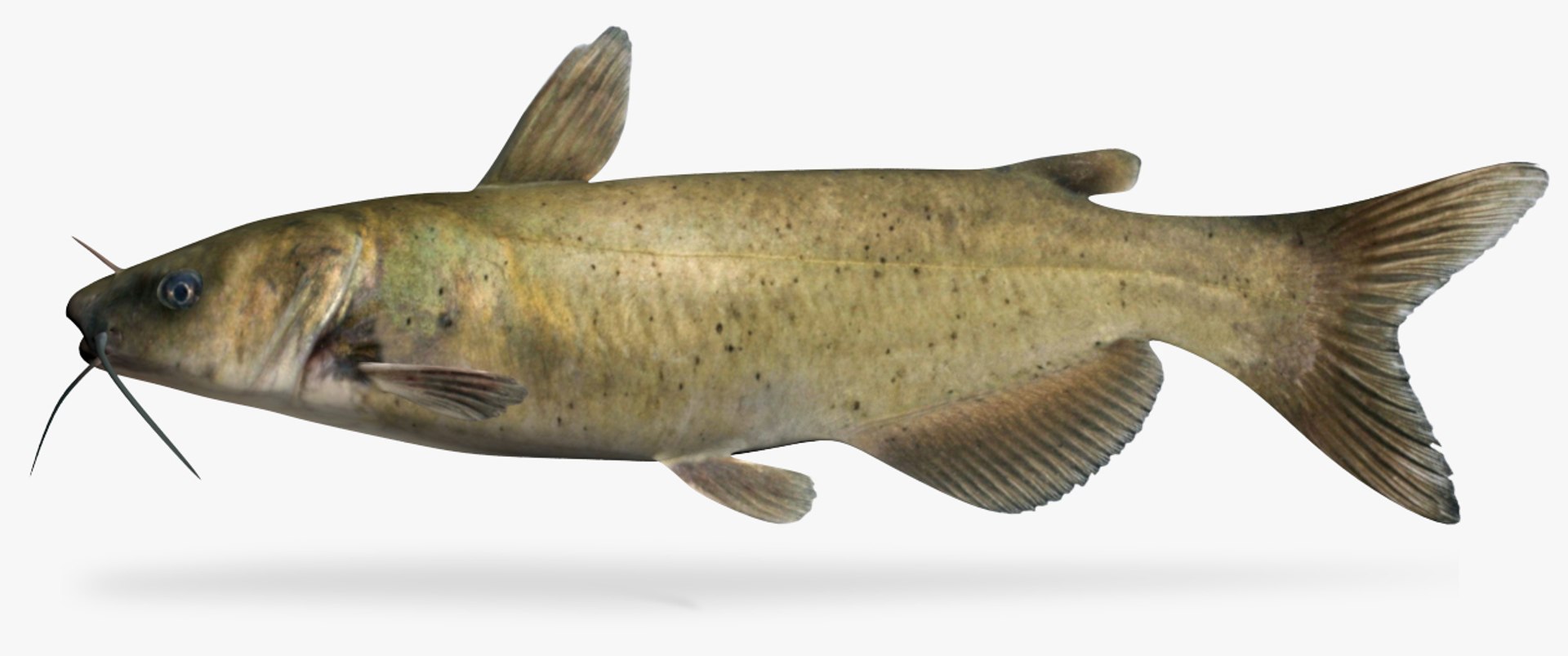 Ictalurus Punctatus Channel Catfish 3D Model - TurboSquid 1164165