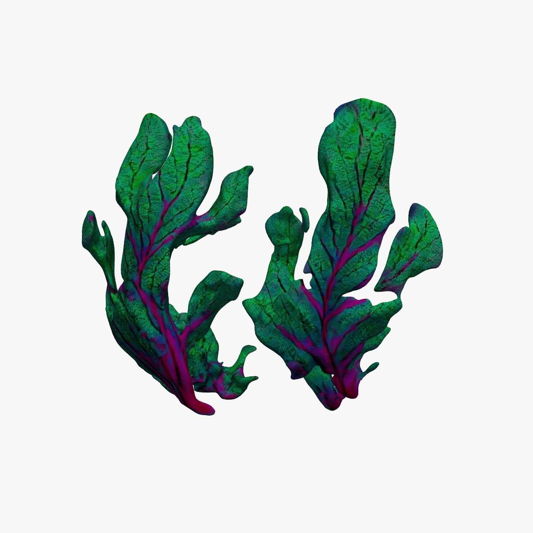 3D Seaweed - TurboSquid 2221427